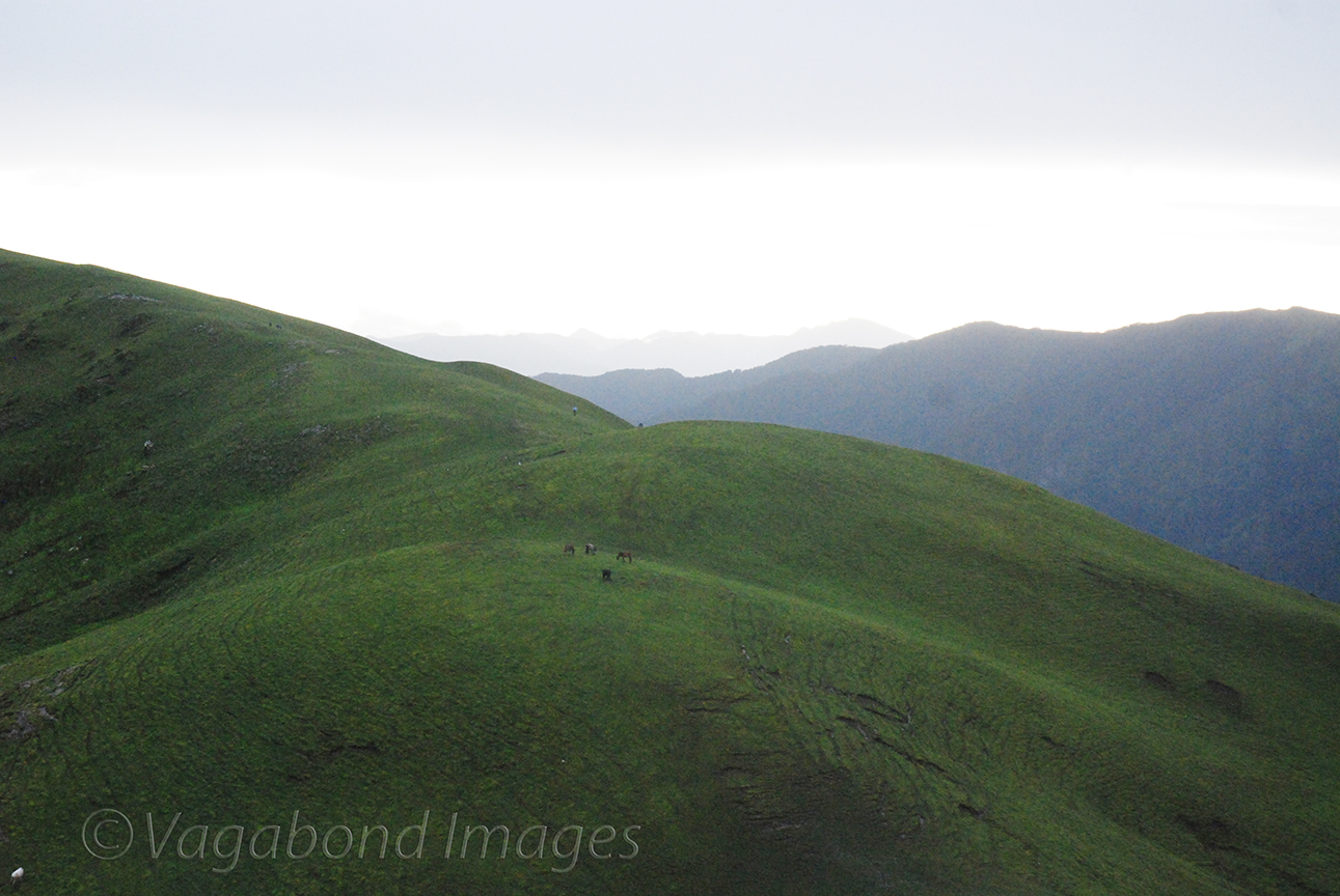 Ali Bugyal – Most beautiful but might be least visited meadow ...