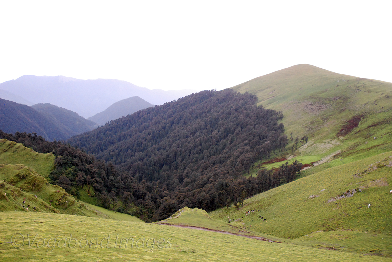 Ali Bugyal – Most beautiful but might be least visited meadow ...