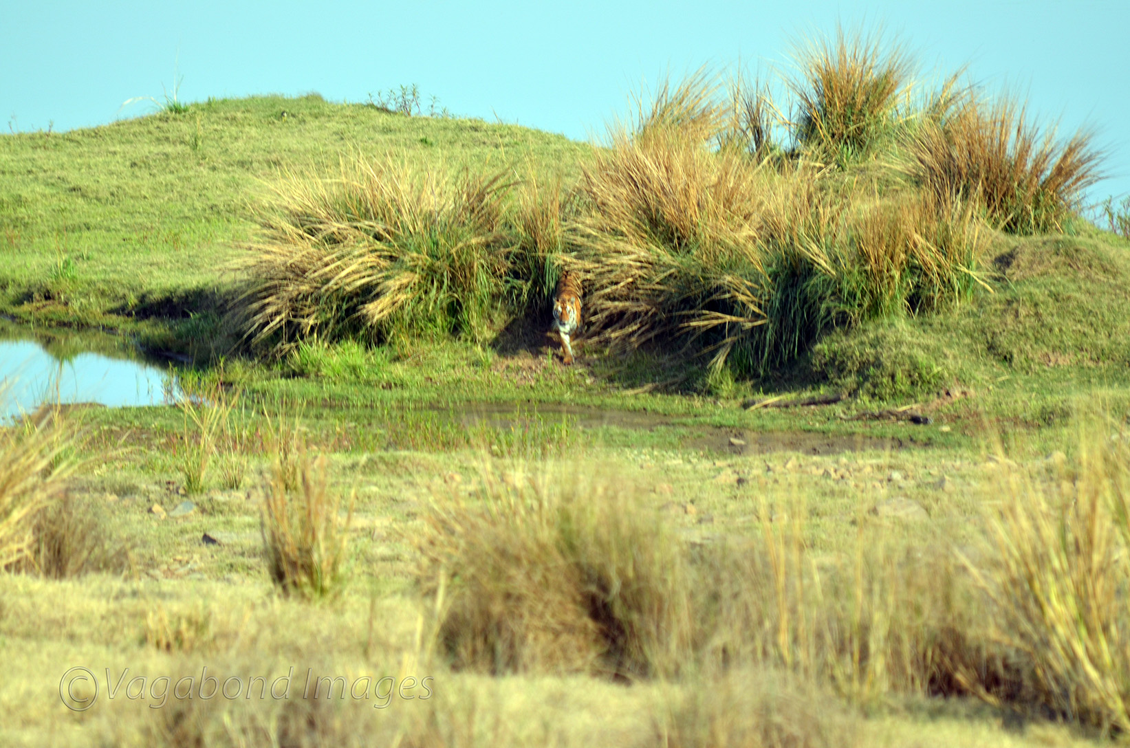 Shh… Tiger is here! – VAGABOND IMAGES