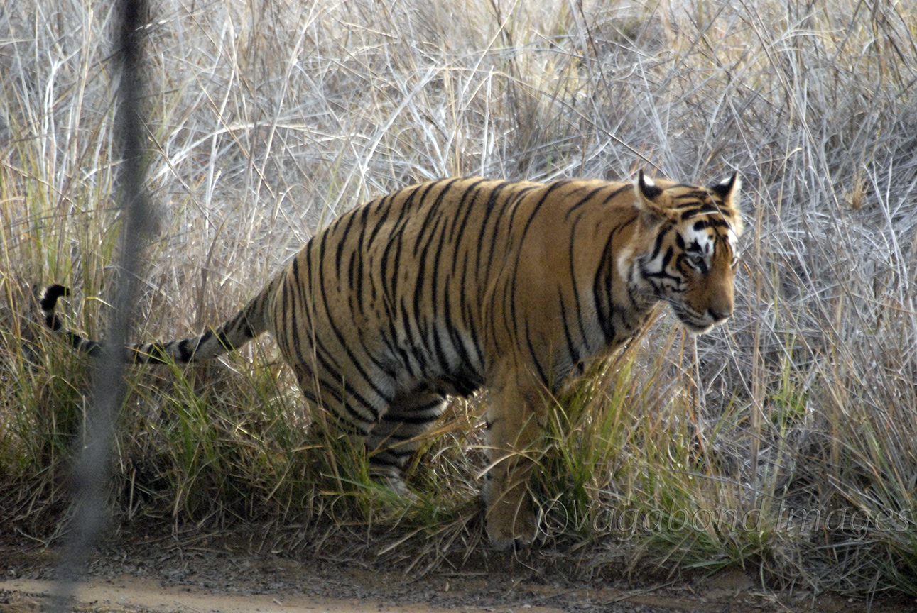 Shh… Tiger is here! – VAGABOND IMAGES