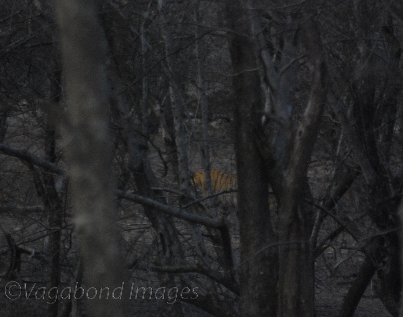 Shh… Tiger is here! – VAGABOND IMAGES