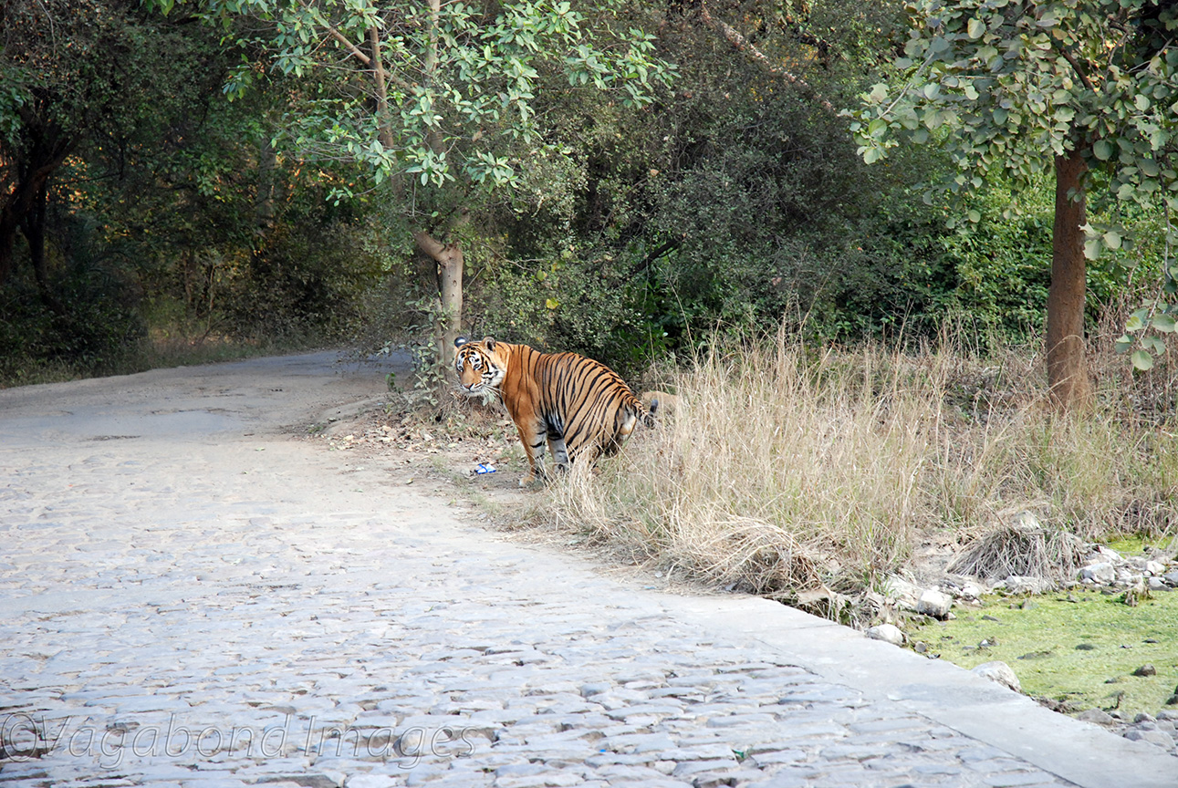 Shh… Tiger is here! – VAGABOND IMAGES