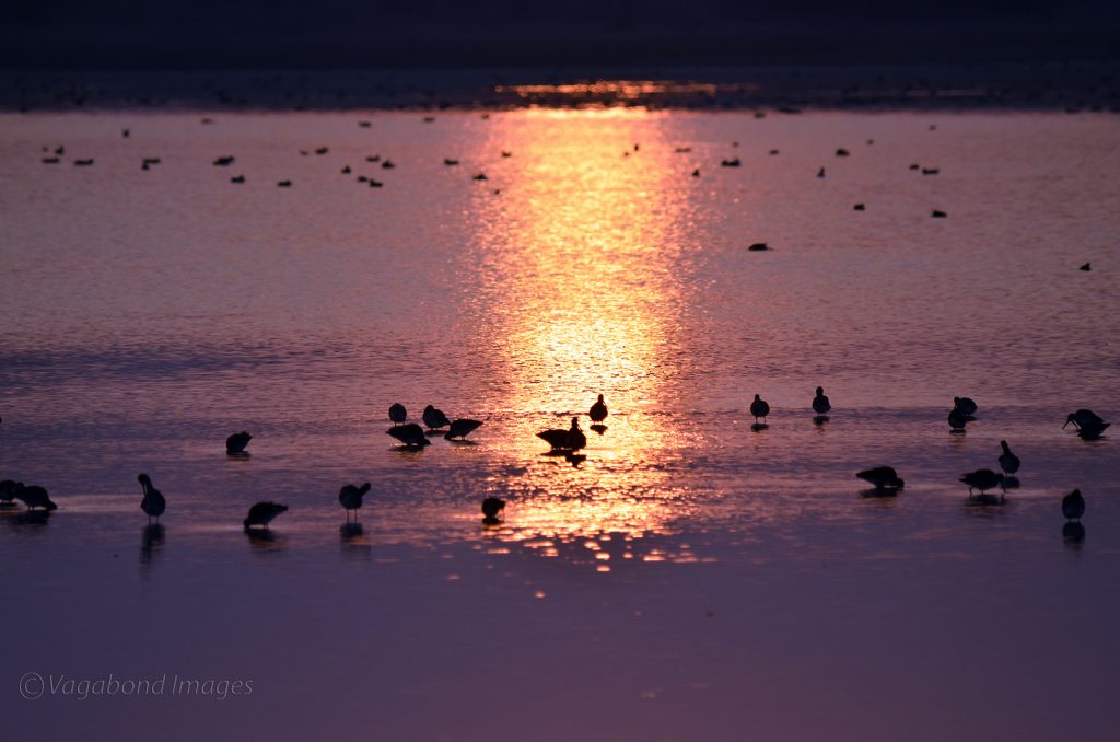 Morning lights at Menar – the birds village! – VAGABOND IMAGES